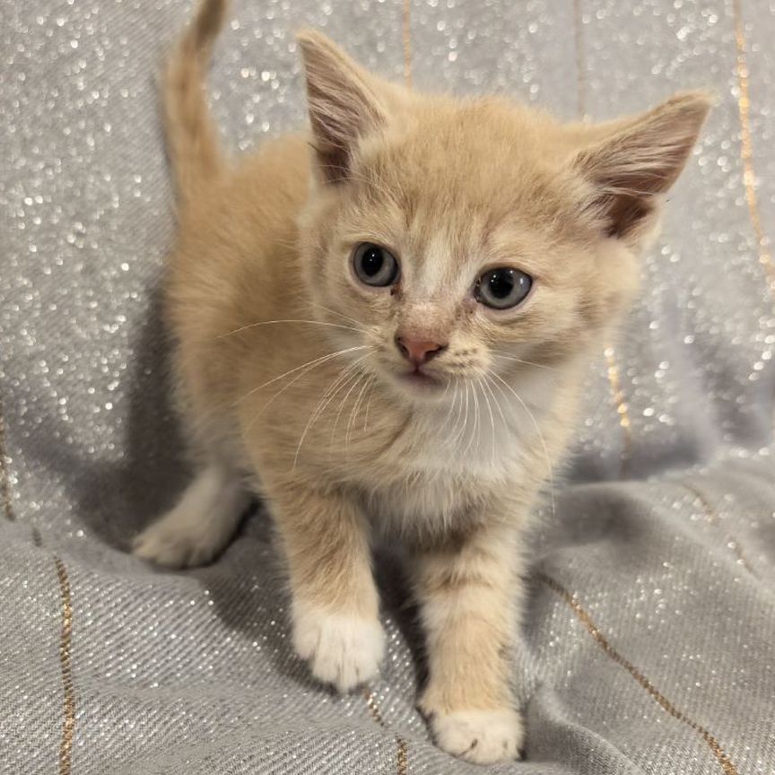 Сибирский котёнок