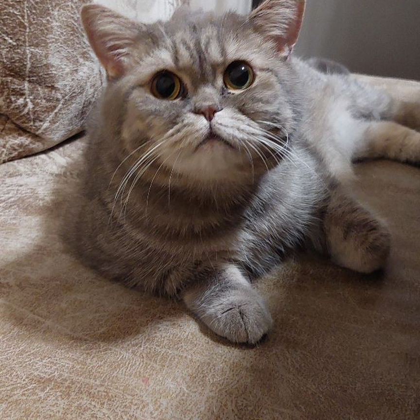 Подарю в очень хорошие руки кошку