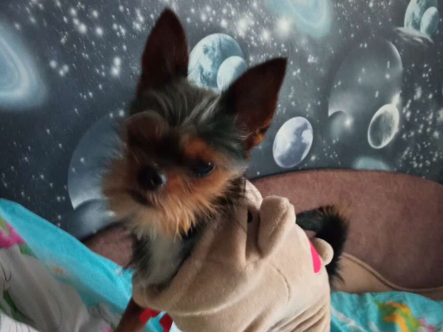 Кобель вязка