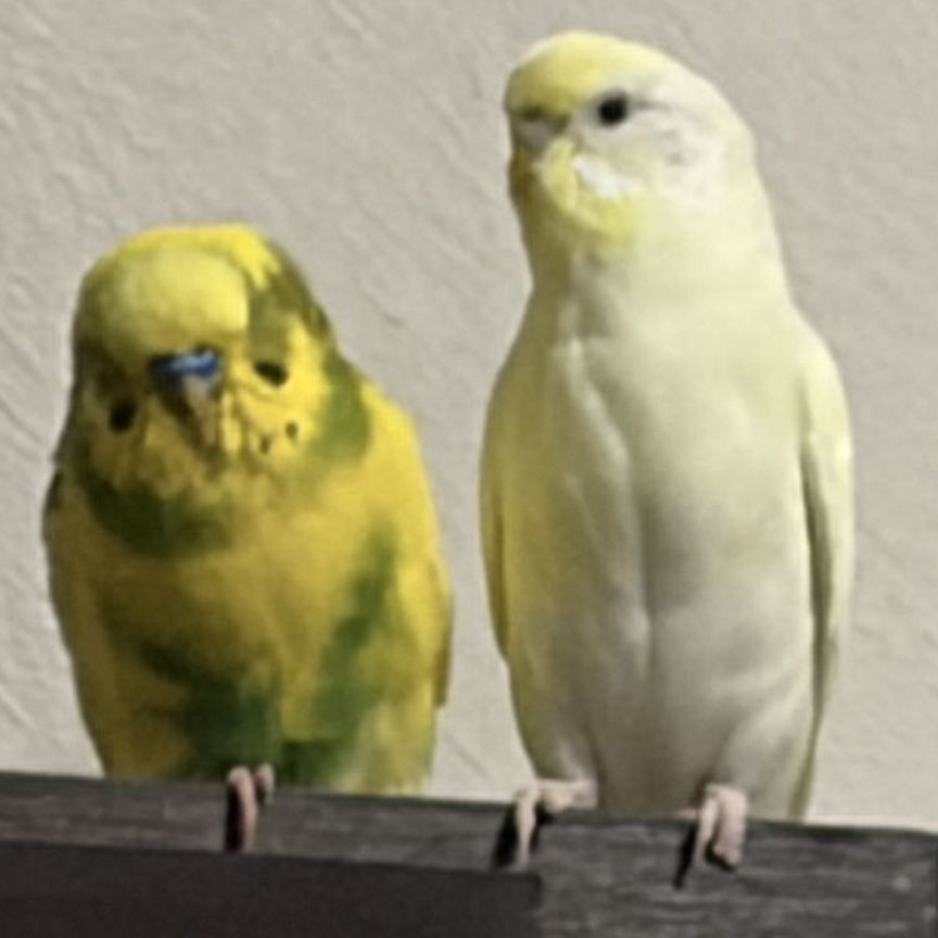 Волнистый попугай самка