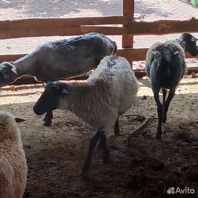 Овцы бараны