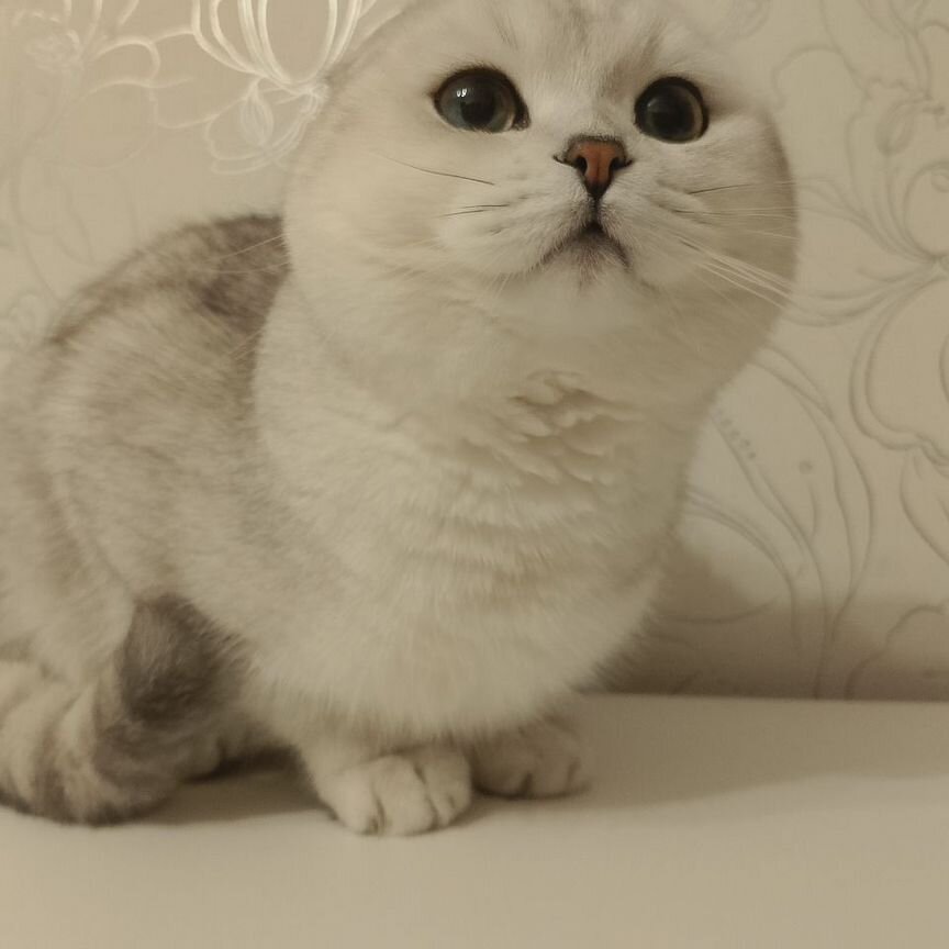 Шотландские вислоухие серебристый