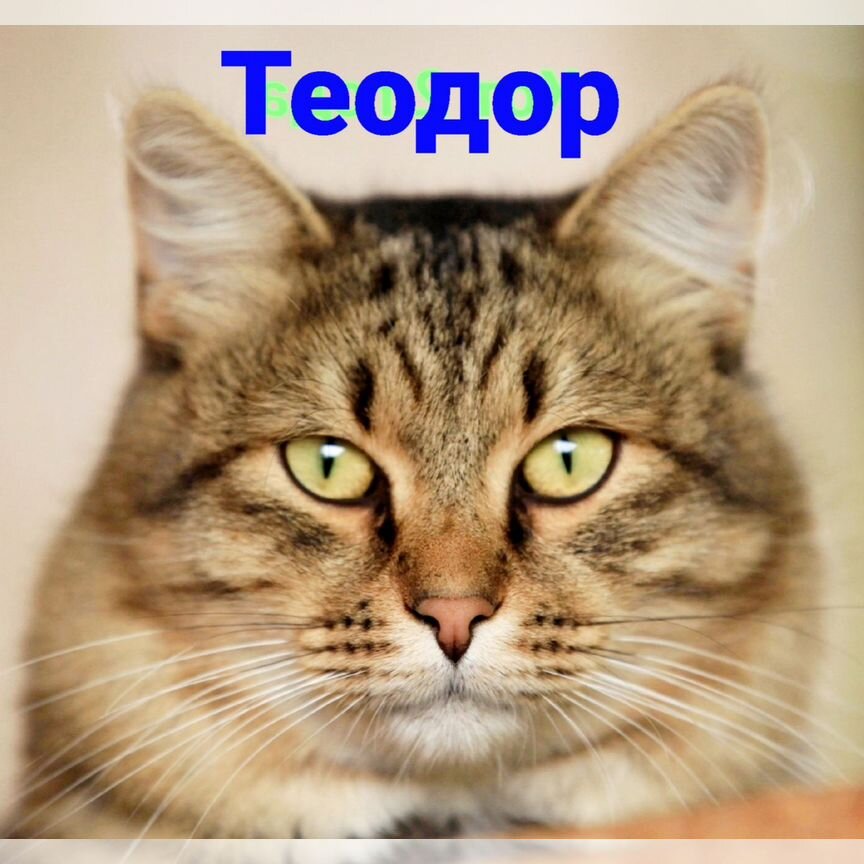 Шикарные коты в добрые руки
