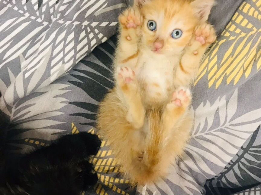 Котёнок девочка в добрые руки