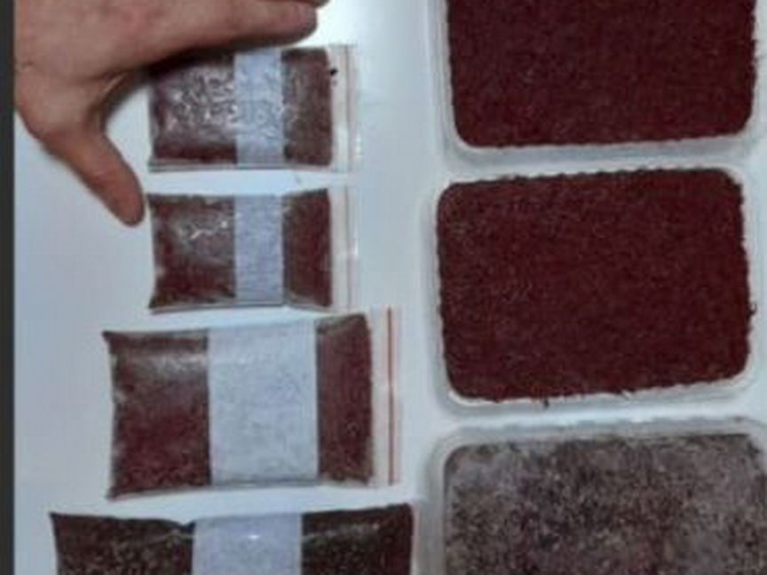 Мотыль мелкий замороженный