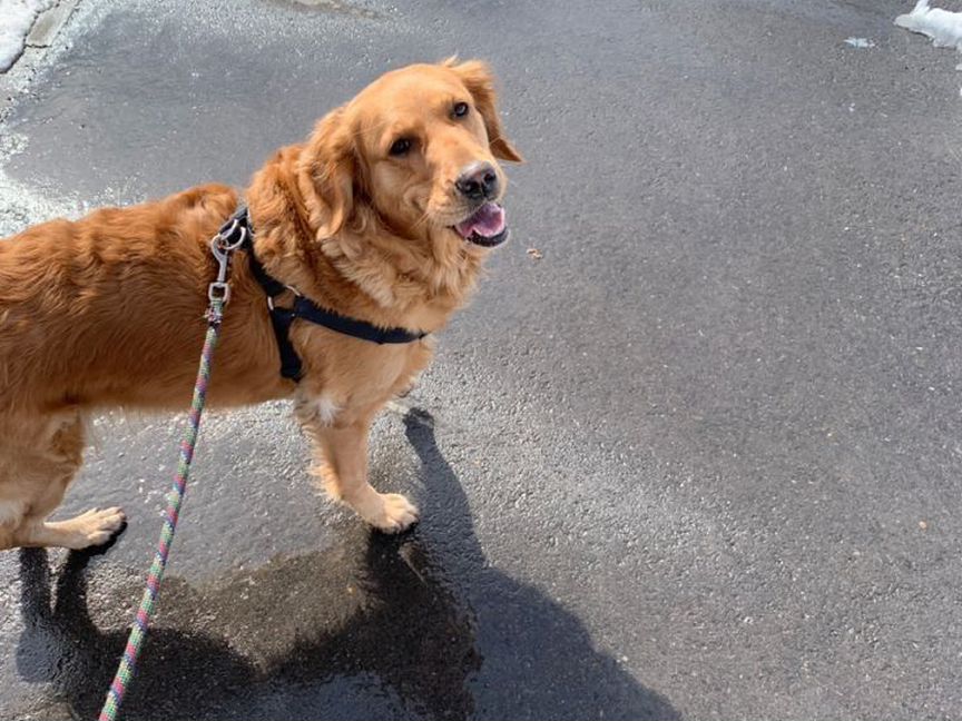 Выгул собак