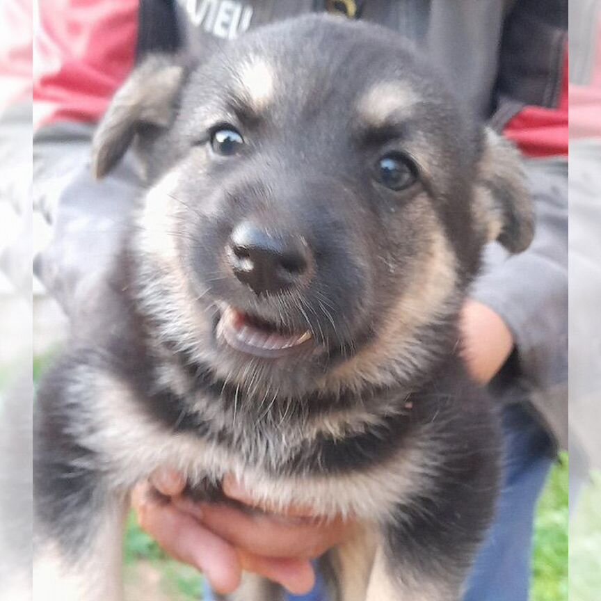 Отдам в добрые руки щенят