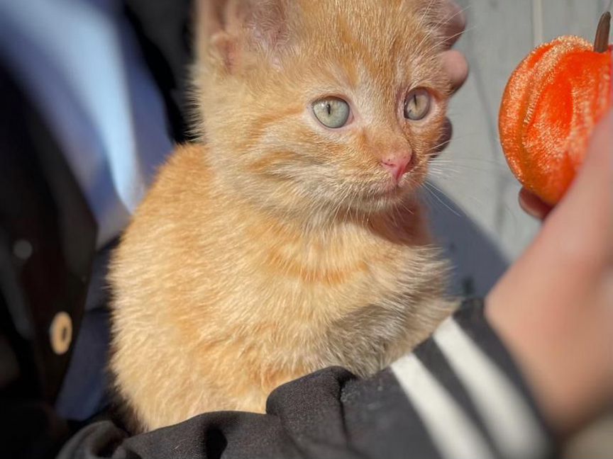 Котенок рада в дар