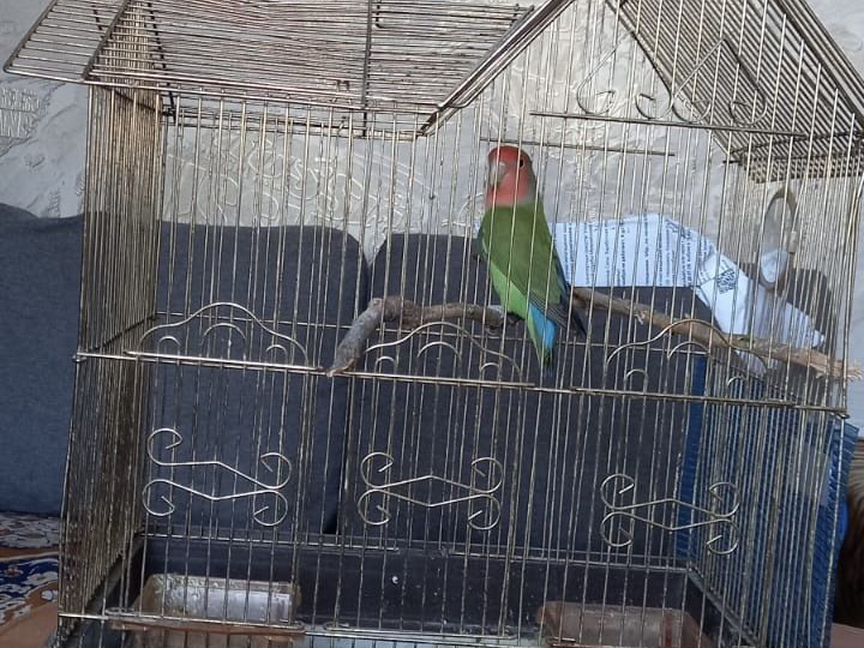 Домашние животные птицы