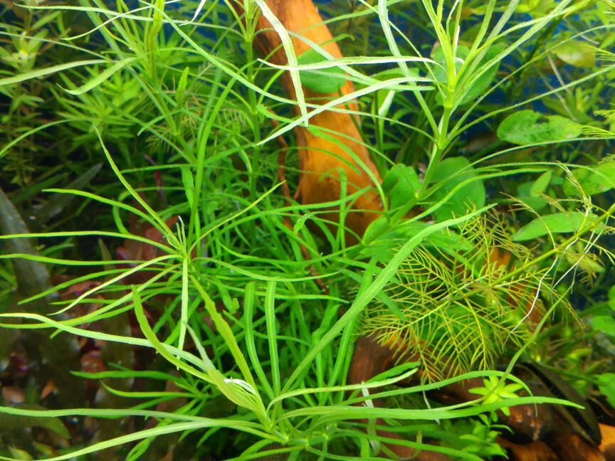 Аквариумные растения прополка