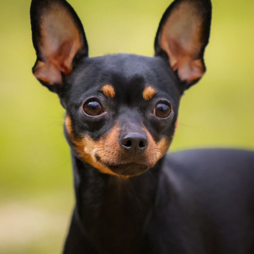 Русский той-терьер, взрослая собака