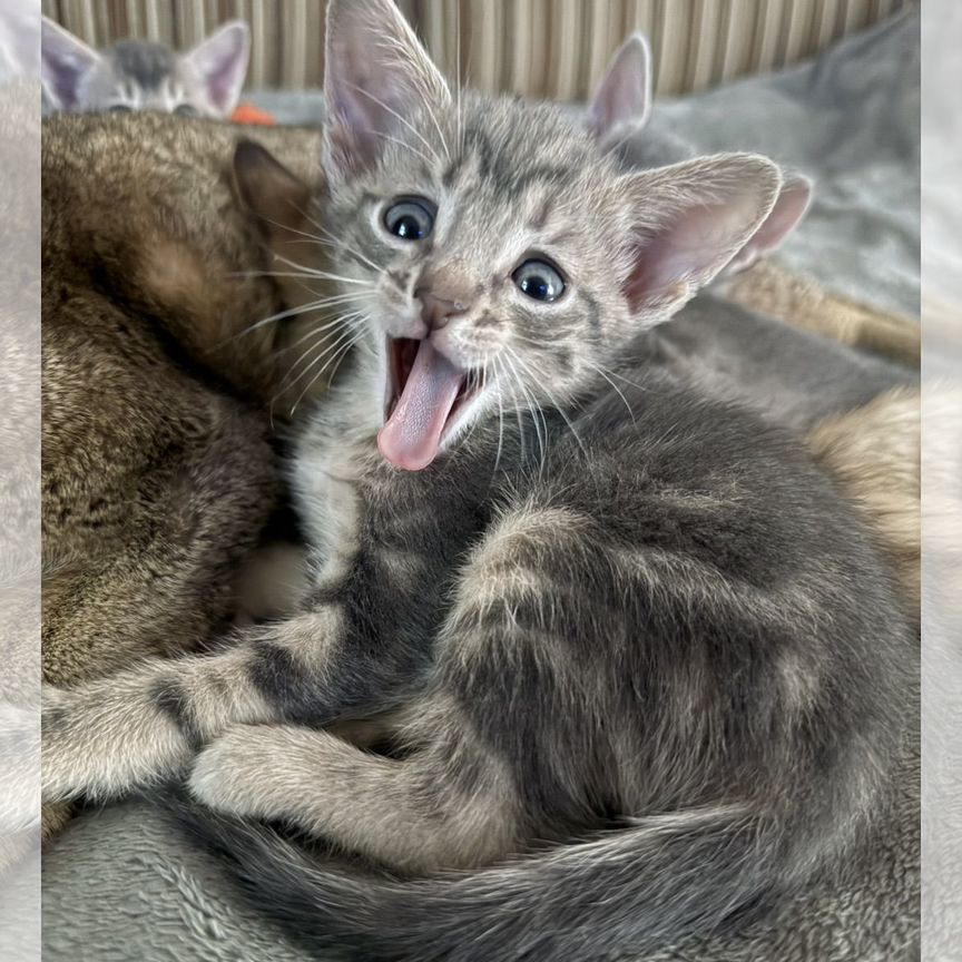 Абиссинский котёнок