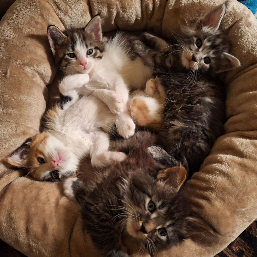 Чудесная детвора Мейн-кунят