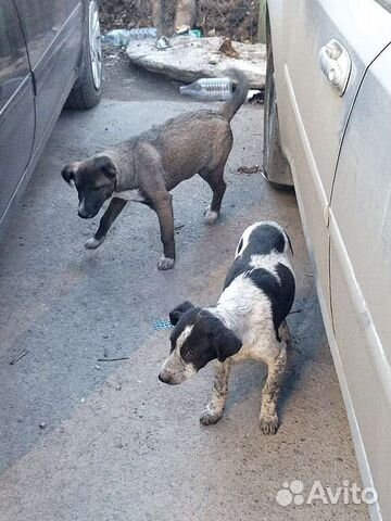 На улице они - смертники