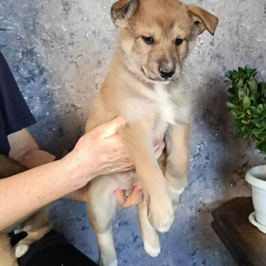 Западносибирская лайка, щенок