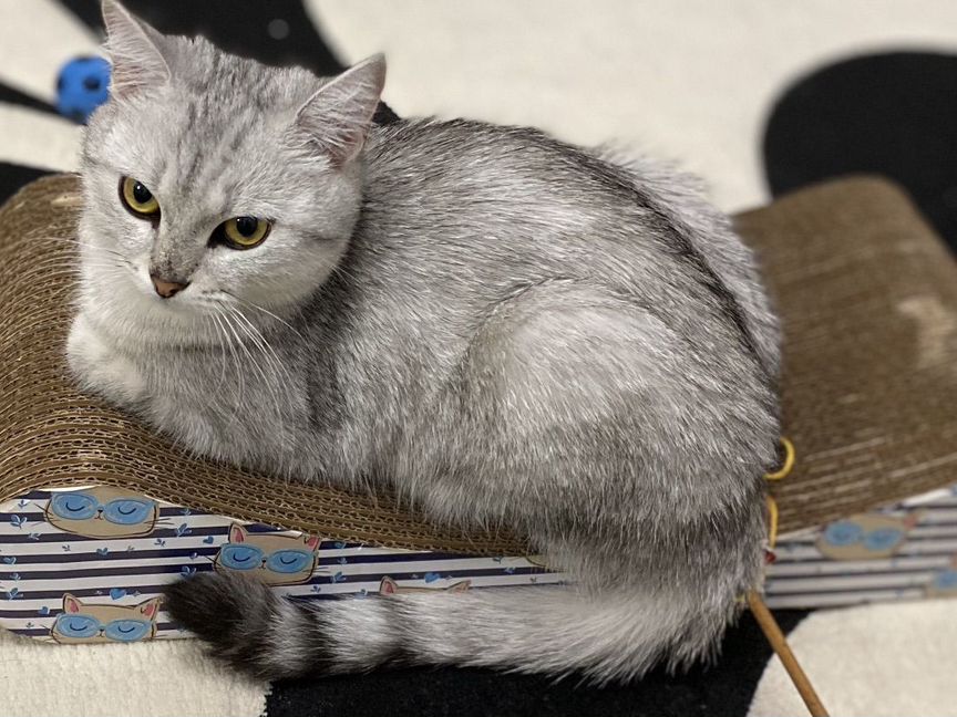 Кошка Скоттиш-страйт