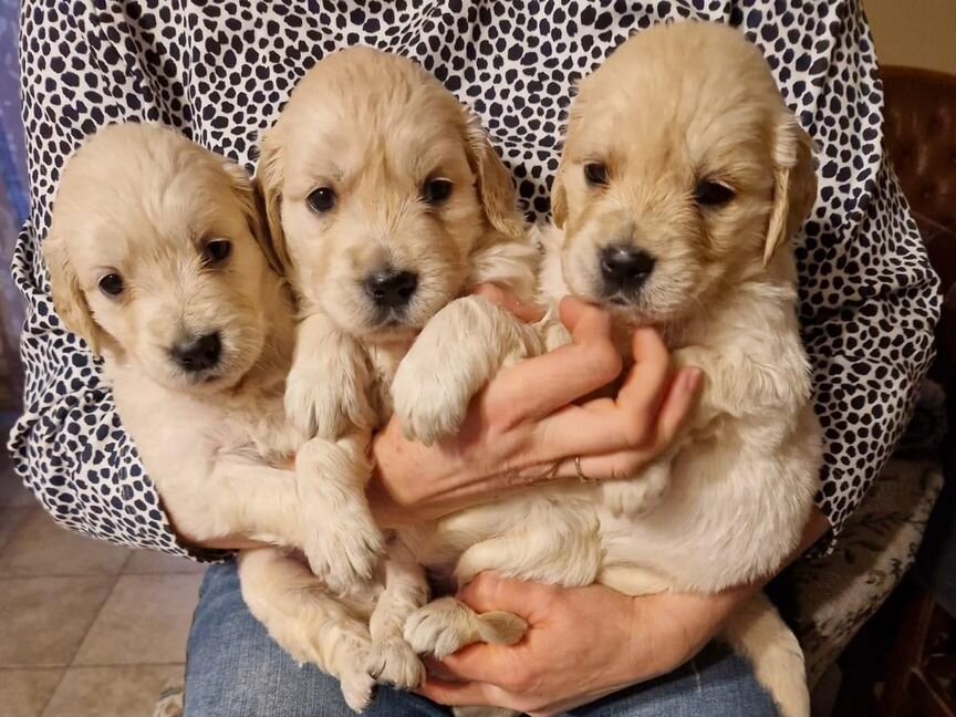 Золотистый ретривер щенки