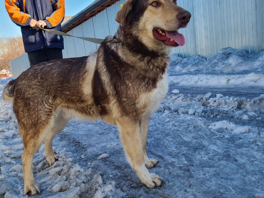 Шикарный парень из отлова ждет хозяев