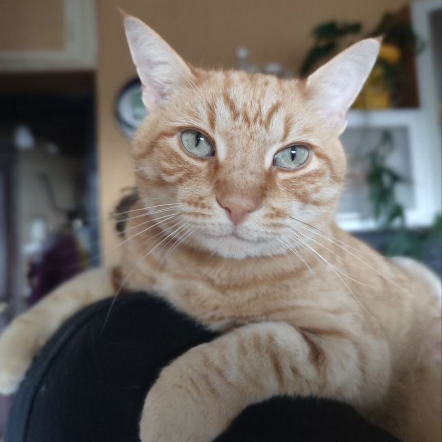 Взрослый кот в добрые руки