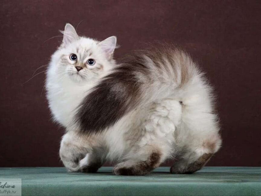 Котенок невский маскарадный.Девочка