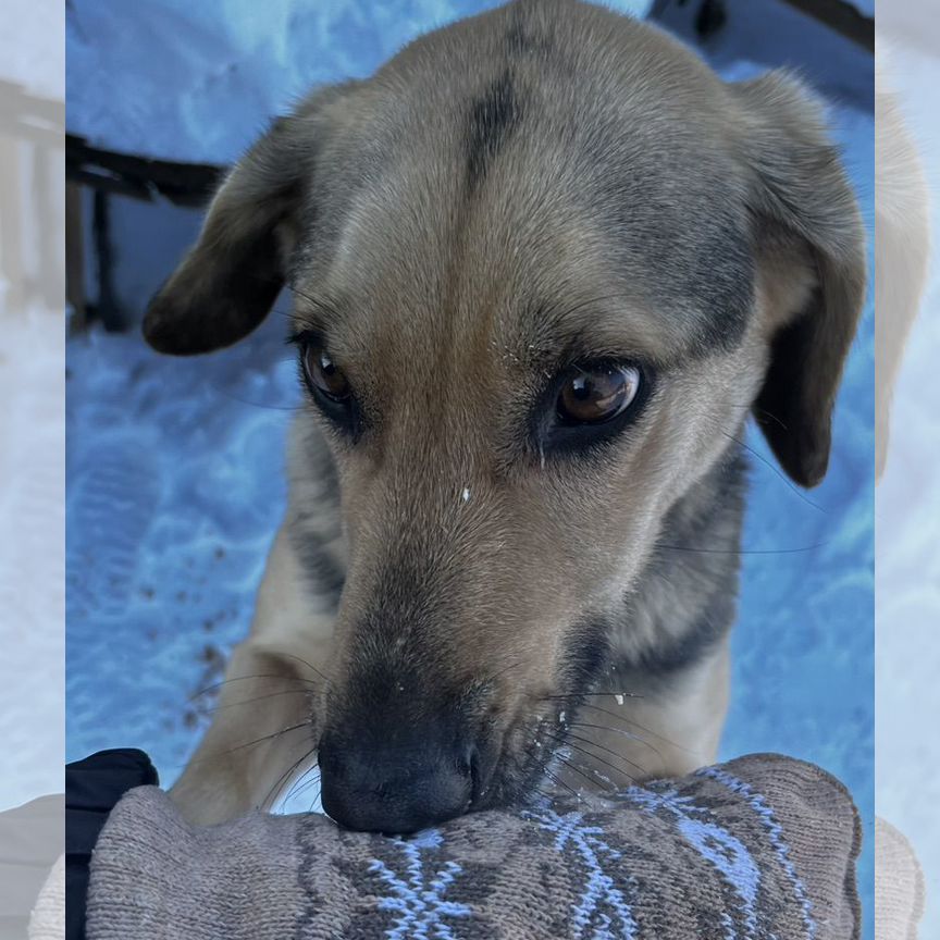 Взрослая собака в добрые руки