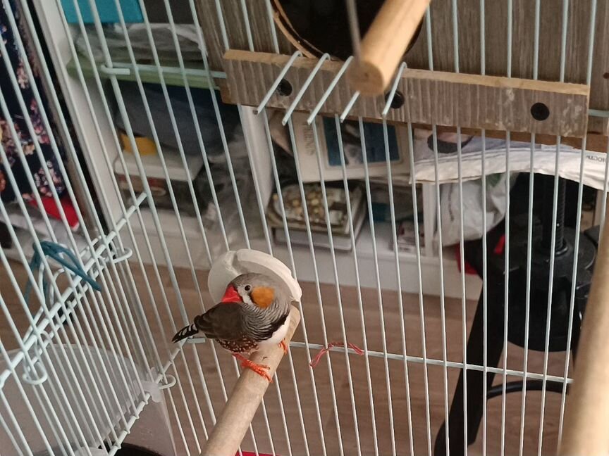 Самец Зебровой амадины в добрые руки