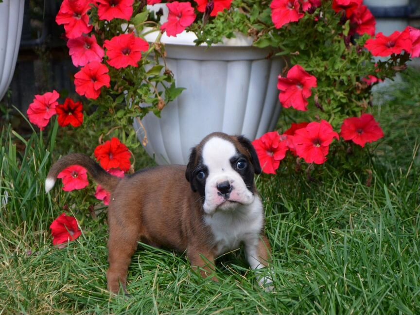 Боксеренок мальчик