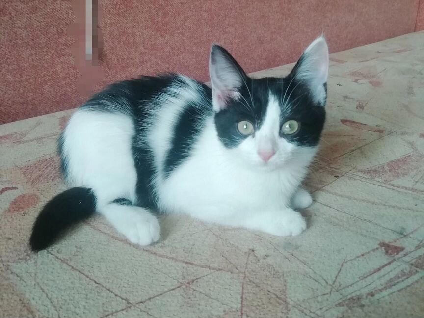 Котенок
