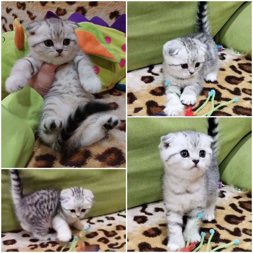 Шотландские малыши
