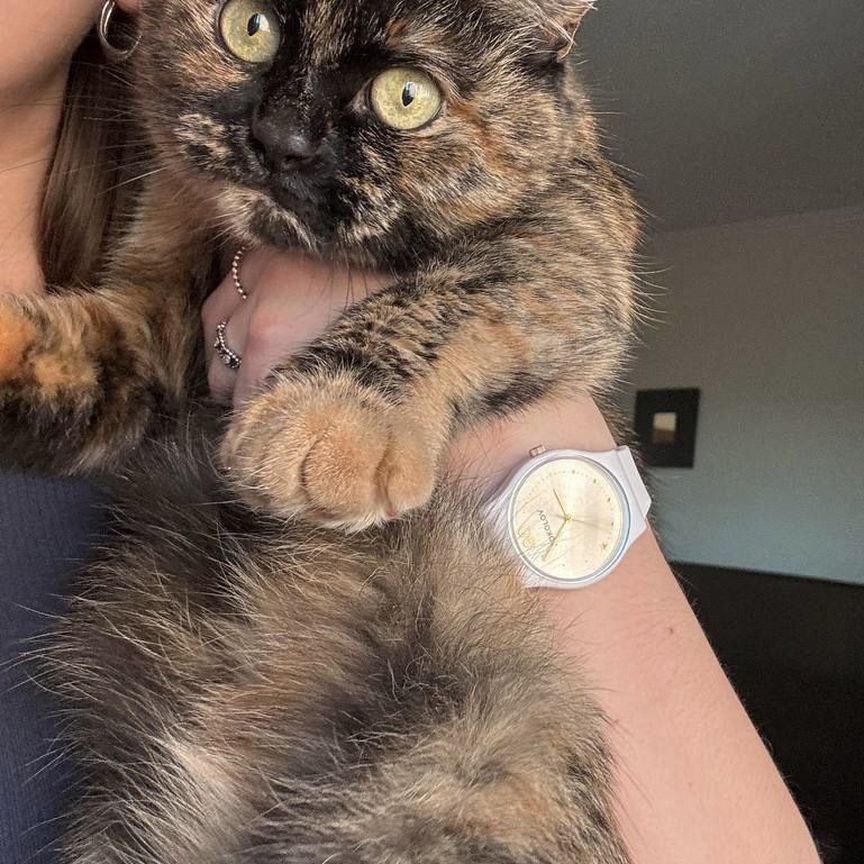 Кошечка ищет дом