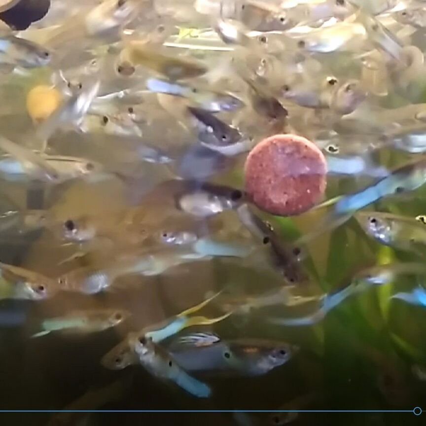 Рыбки гуппи