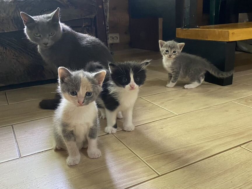 Котята в добрые руки