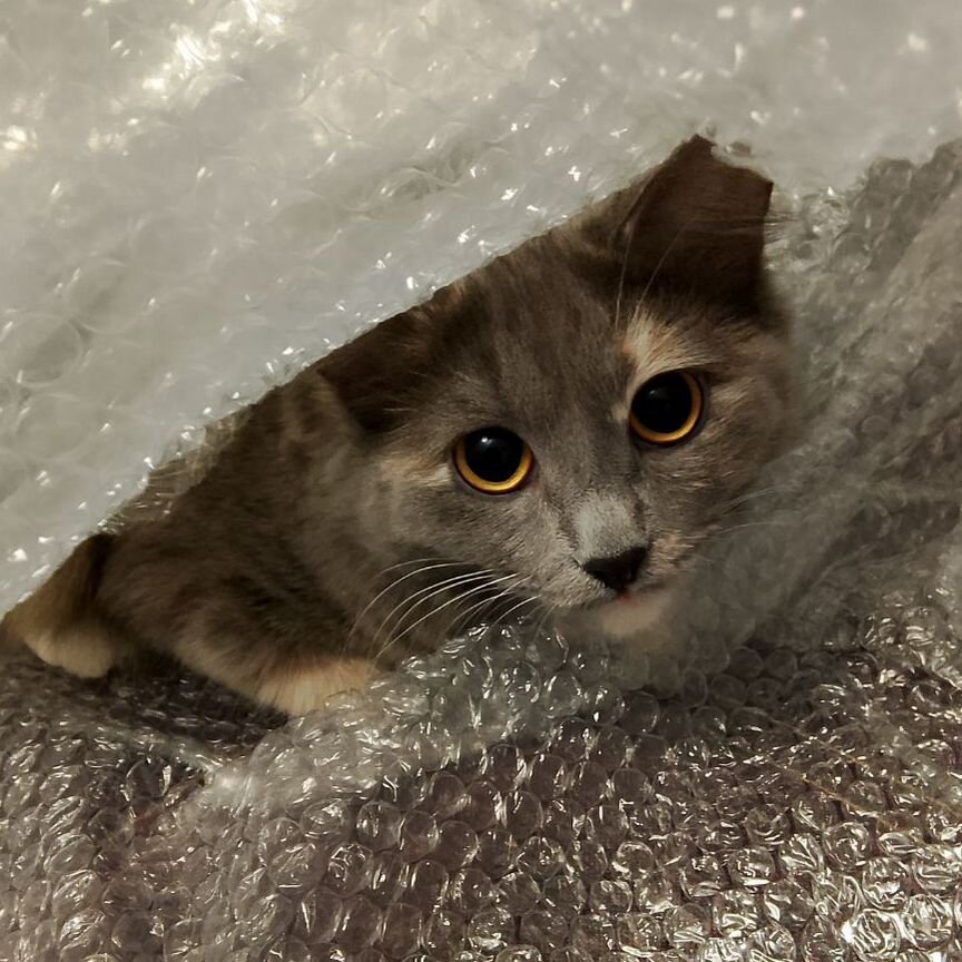 Кошка в добрые руки