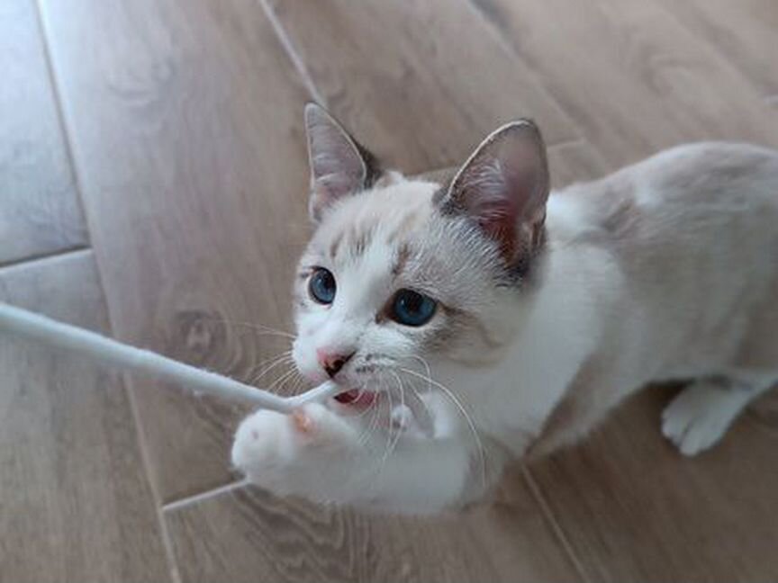 Котёнок в добрые руки