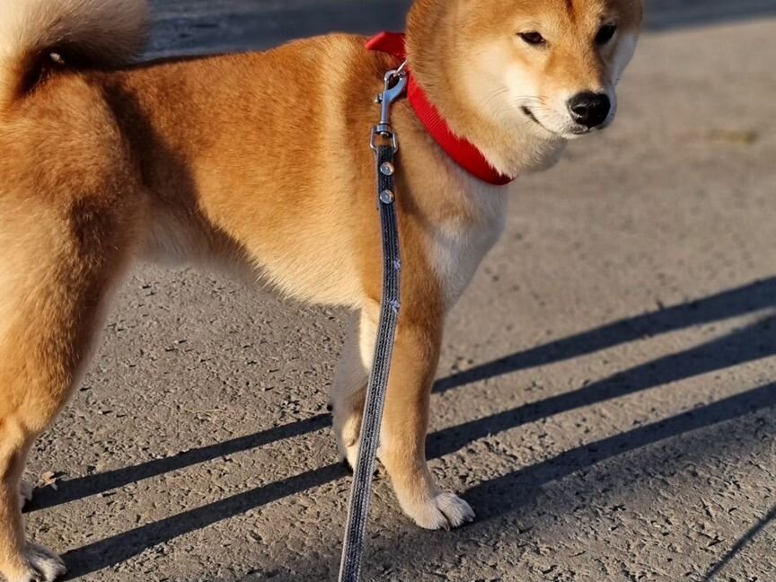 Вязка сиба ину