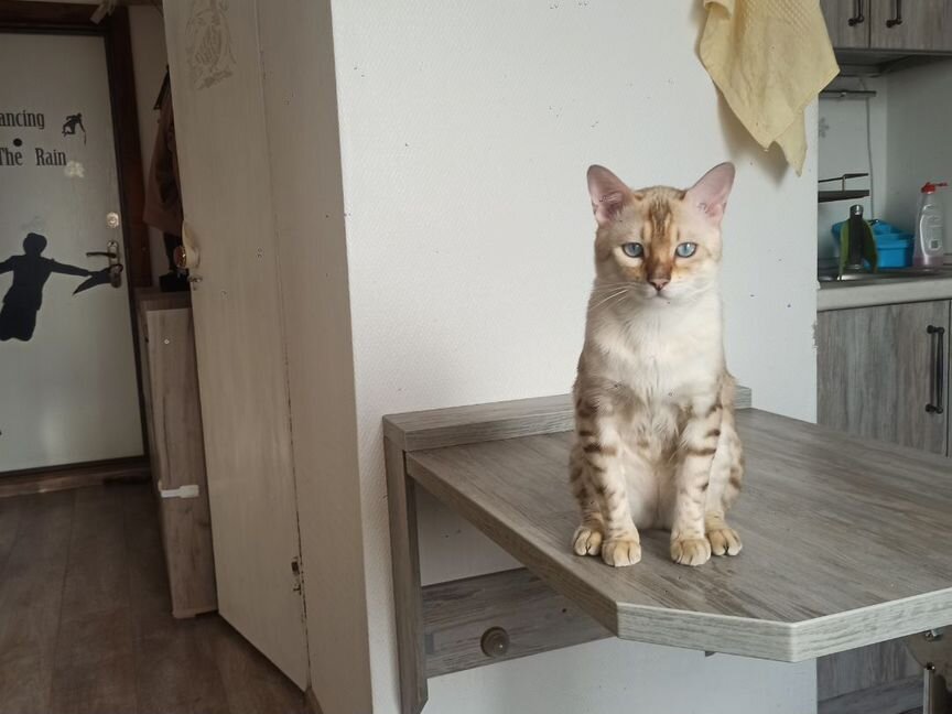 Кот ищет невесту
