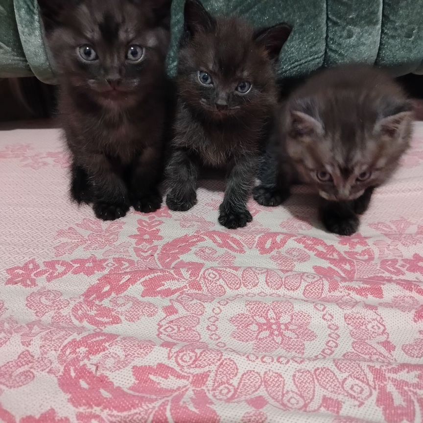 Шотландская