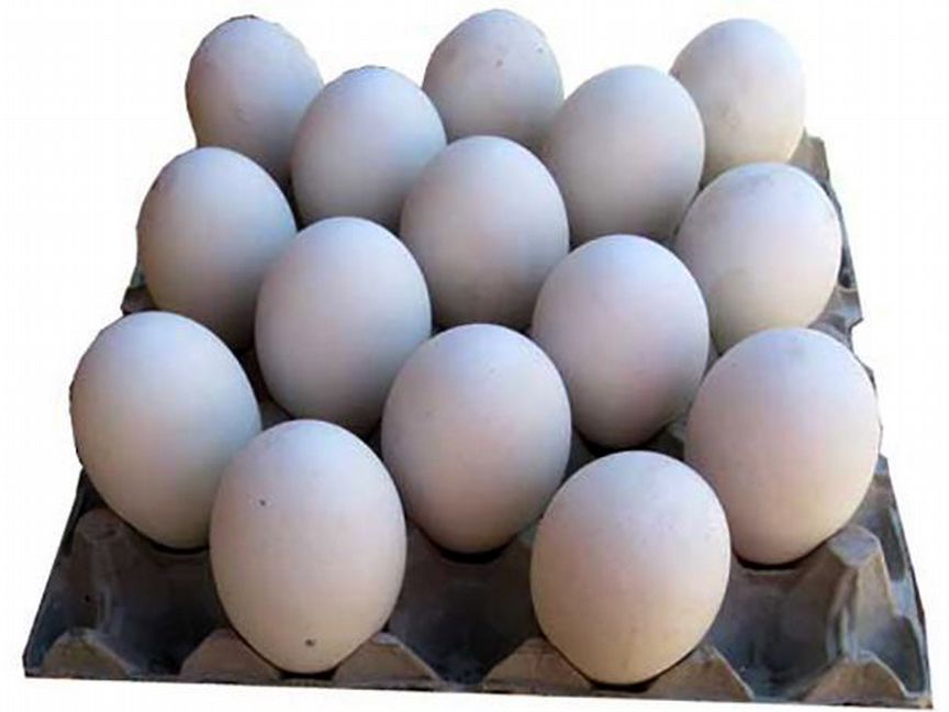 Продажа, гусиных яиц