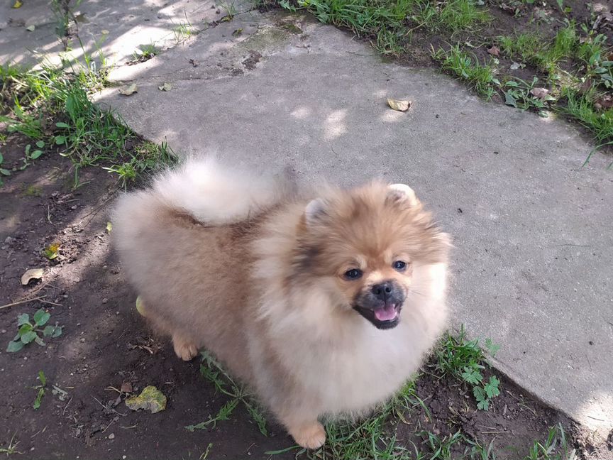 Померанский шпиц,девочка