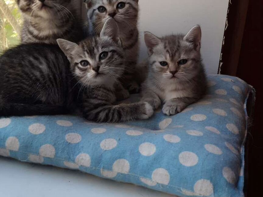 Шотландские котята