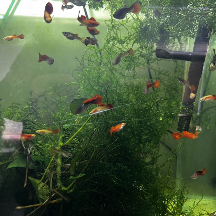 Аквариумные рыбки гуппи микс