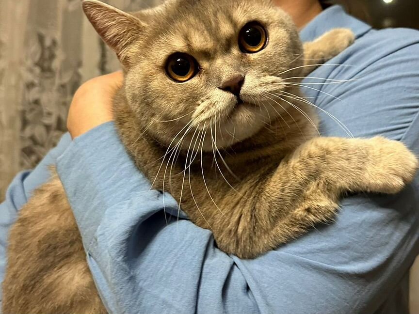 Британская домашняя кошка