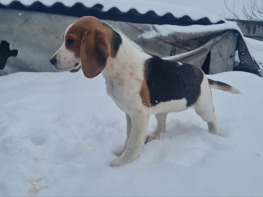 Щенок бигль