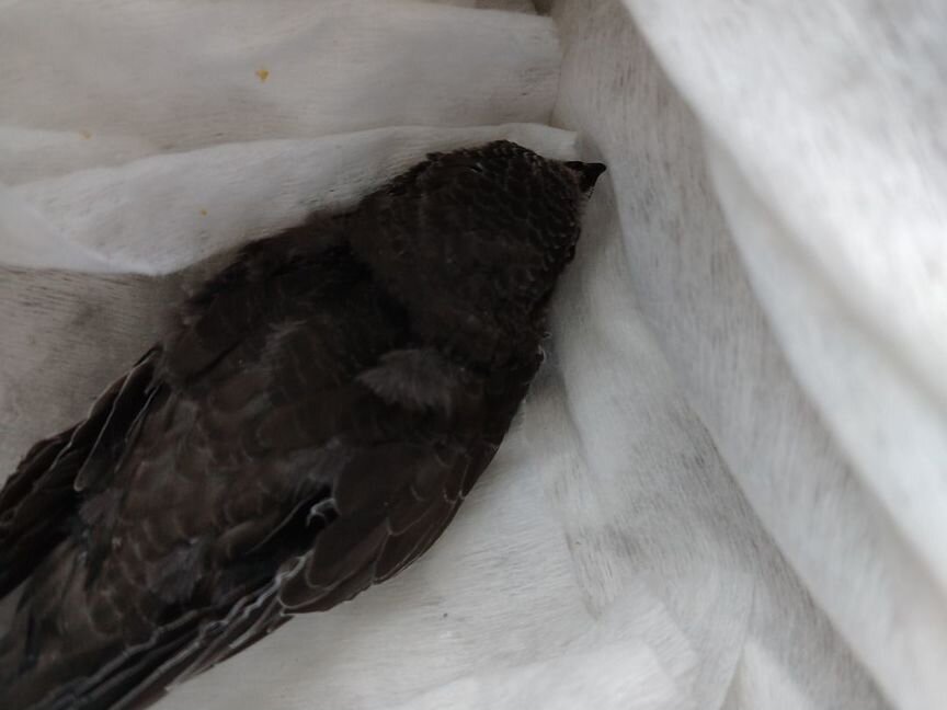 Стриж птенец