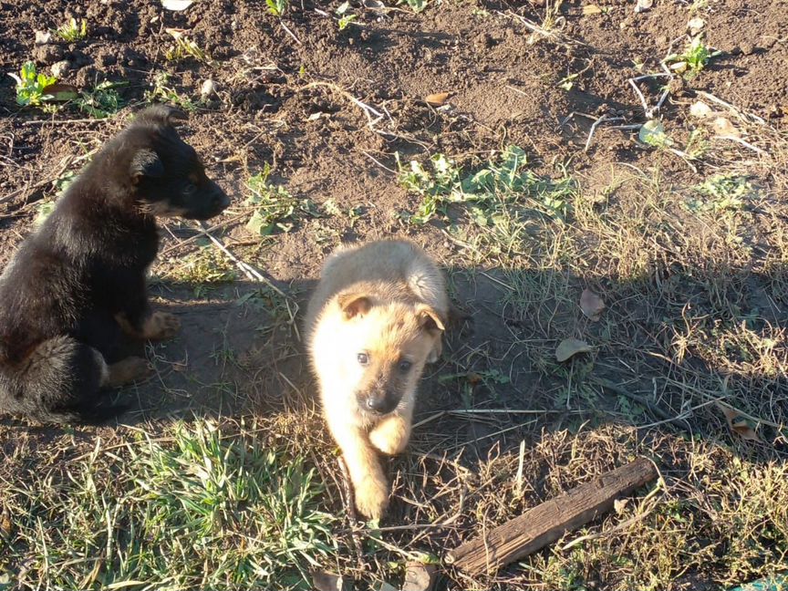 Щенки смесь немецкой овчарки и бельгийской
