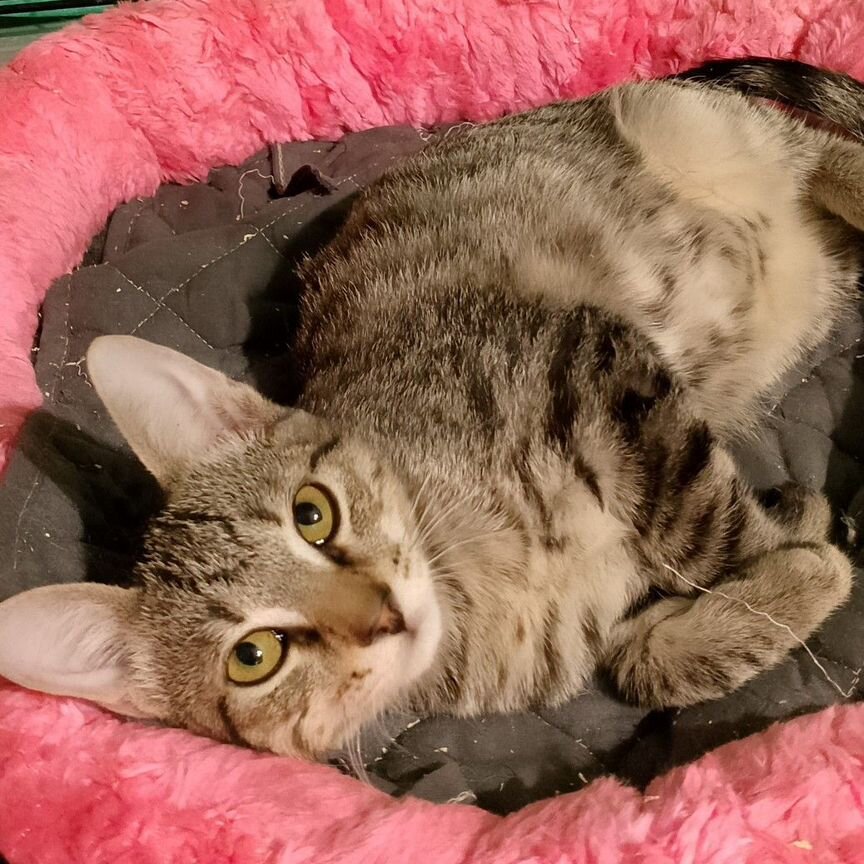 Котята мурлыкалки сидят в клетке