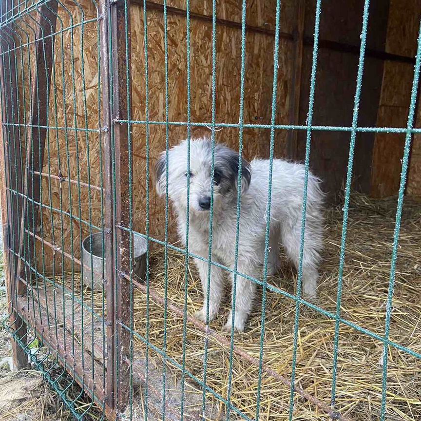Нежная Дина попала в отлов