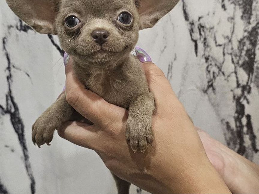 Продаются девочки чихуахуа