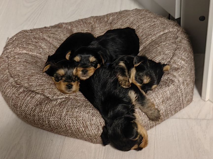 Йоркширский терьер щенки