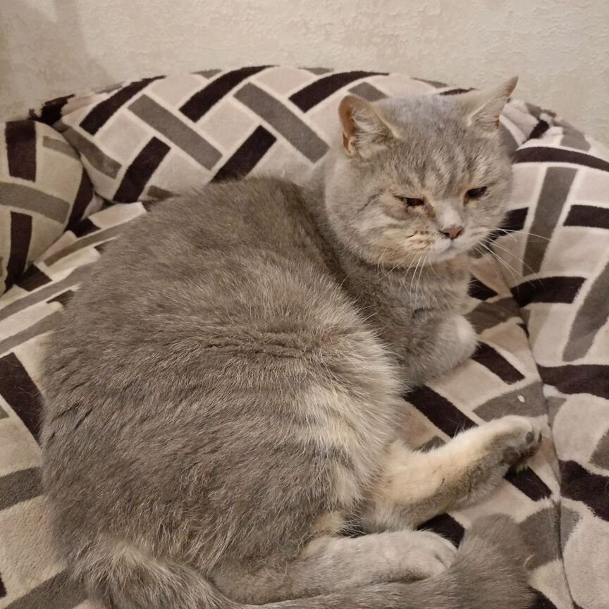 Найден британский кот